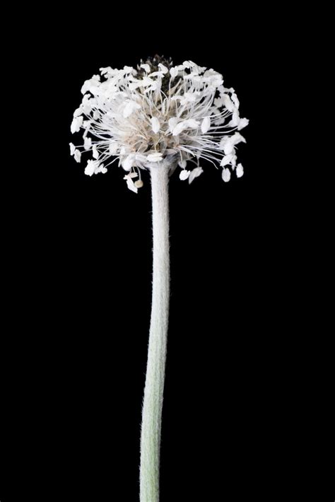 Plantago Argentea Subsp Argentea Plants Of The World Online Kew