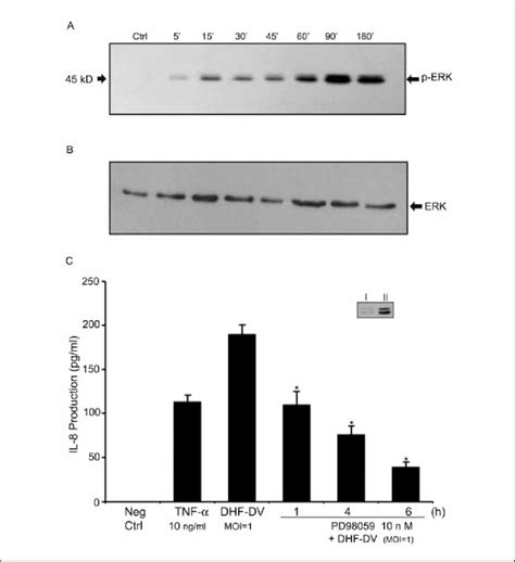 Mapk Erk1 2 Activation In Dvinfected Evc Mapk Erk 1 2 Download Scientific Diagram