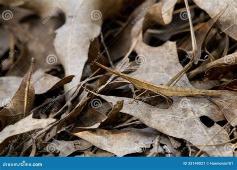 Toothpick Grasshopper Stock Image Image Of Cryptic Jump 33149021