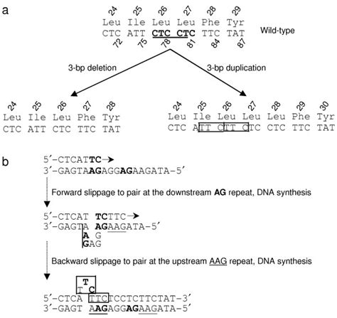 The Three Currently Known In Frame Triplet Deletion Duplication Download Scientific Diagram