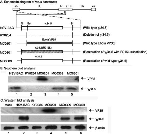 A Schematic Representation Of The Genome Structure Of Hsv 1 And The