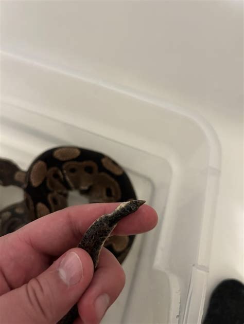 Help Ball Python Tail Issue Rsnakes Help Ball Python Tail Issue Rsnakes