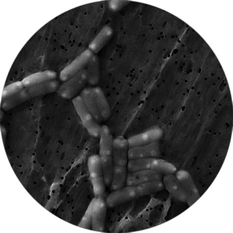 Lactobacillus Paracasei Casei 431® Database