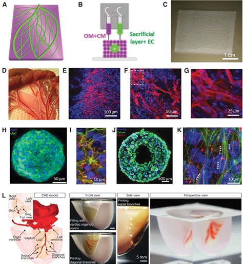 Engineering Three Dimensional Vascularized Cardiac Tissues Pmc