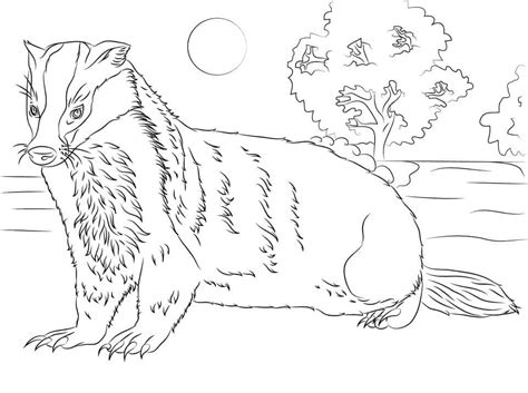 Texugo Selvagem Para Colorir Imprimir E Desenhar Colorir Me