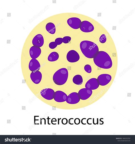 Bacteria Enterococcus Icon Isolated On White Stock Vector Royalty Free