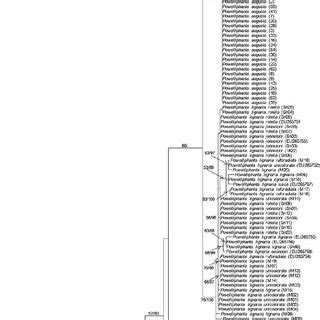 Maximum Likelihood Gene Tree Showing Relationships Among Mitochondrial