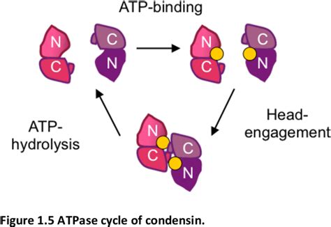 Figure 51 From An Investigation Into Factors Affecting Condensin
