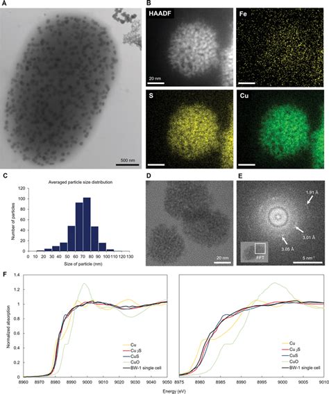 Morphological And Chemical Analysis Of Copper Sulfide Nanoparticles