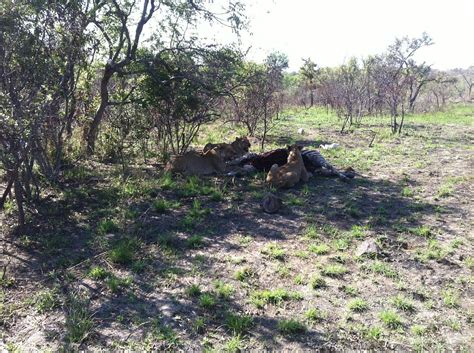 Vula Safaris Actualizado 2025 Qué Saber Antes De Ir Con Opiniones