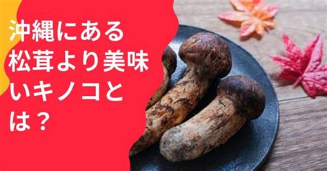 沖縄にある松茸より美味のキノコとはシロアリタケのことではないか世界の何だコレ ミステリー 日常記事