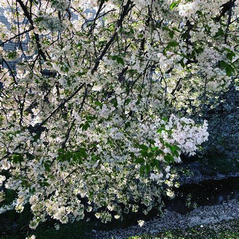 Sahla Sahla Sing Twilog ツイログ