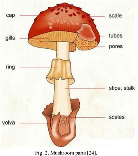 Figure 2 From Classification Of Mushroom Data Set By Ensemble Methods Semantic Scholar