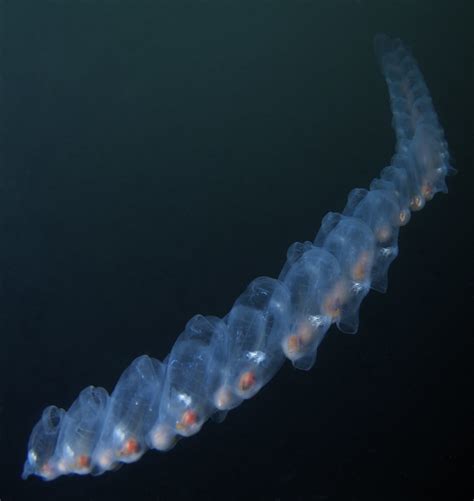 Salp A Photo On Flickriver