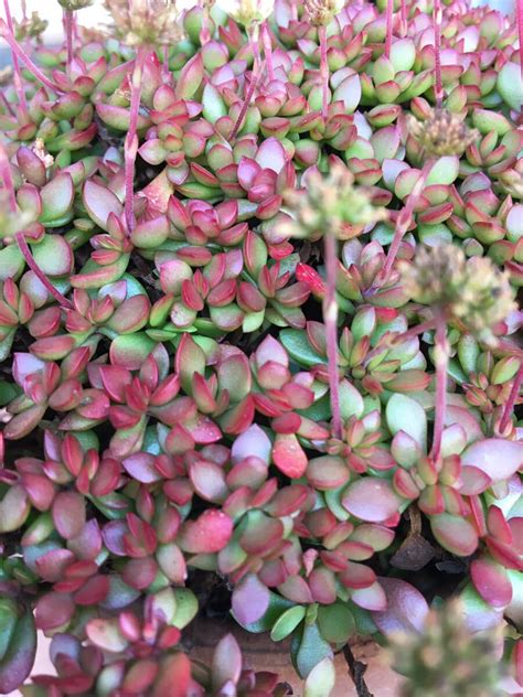 Yahoo オークション 多肉植物 紅稚児 カット苗