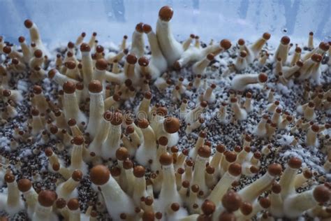 裸盖菇的微生长 裸盖菇菌丝体金老师 库存照片 图片 包括有 治疗精神病 派生 真菌 蘑菇 原始 260491382