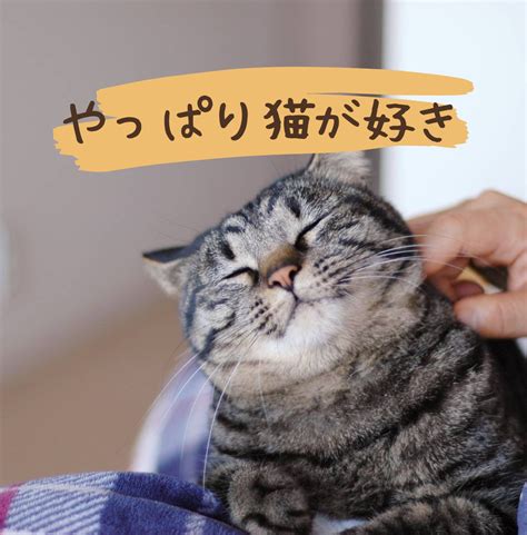 猫好きさん集まれ！あなたの猫愛たっぷりお聞きします うちのコもよそのコもみんな可愛い♡猫を飼っていない方も大歓迎 話し相手・愚痴聞き ココナラ