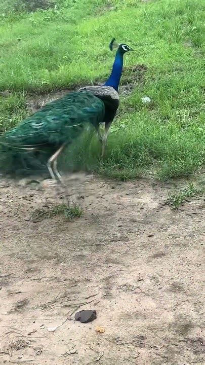Peacock Wildlifeentertainment Birds Nature Wildlife Naturelovers