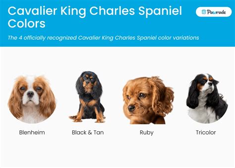 Cavalier King Charles Spaniels Vs Cocker Spaniels