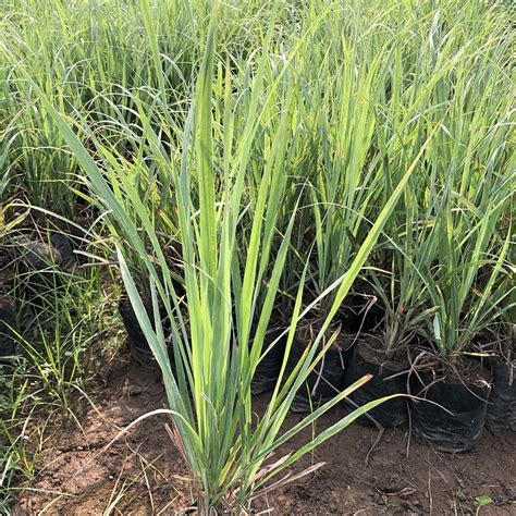 Lemon Grass Cymbopogon Citratus Wholesale Supplier