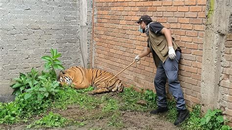 No le tocaba autoridades rescataron a un tigre de bengala que resultó