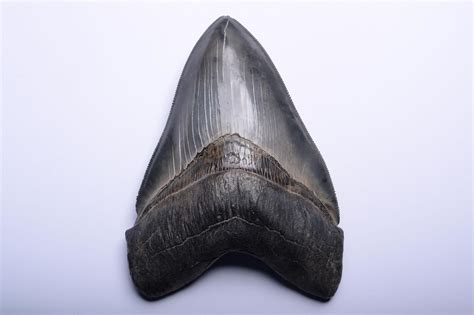 Large Megalodon Tooth Fossil For Sale At 1stdibs What Does A