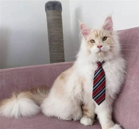 别被缅因猫乖萌的样子给骗了，别的猫只花你的钱，它要你的命！ 知乎