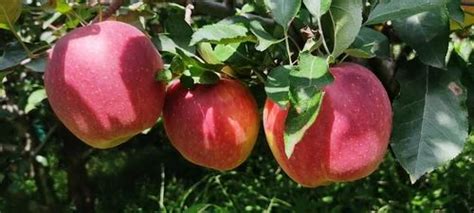 Himachali A Grade Royal Delicious Apple Packaging Type Carton