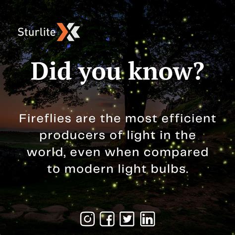 Sturlite India On Linkedin Fireflies Lights Lights Didyouknow