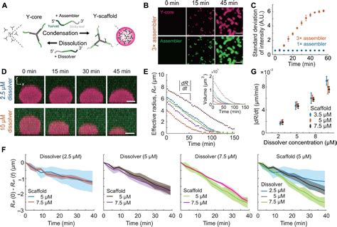 Programmable DNA Based Synthetic Consensates