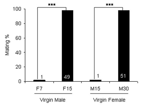 Sexual Selection And Mating Advantages In The Giant Sperm Species Drosophila Bifurca