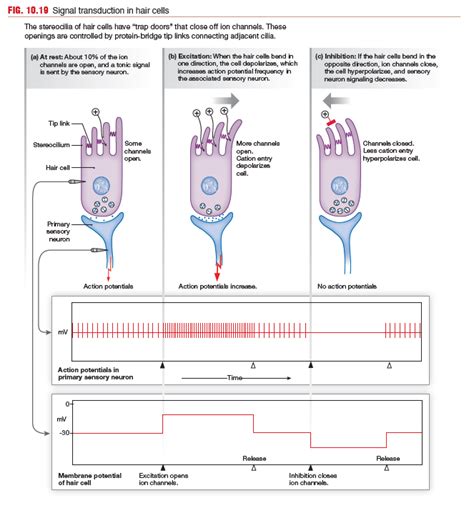 auditory hair cells sensory hair cells in ear sem haircut ideas