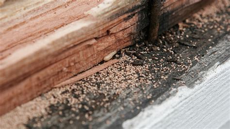Small But Mighty Heres What You Need To Know About Termites