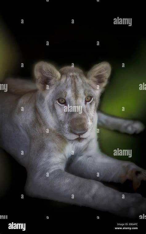 White Lion Cub Panthera Leo Krugeri Stock Photo Alamy