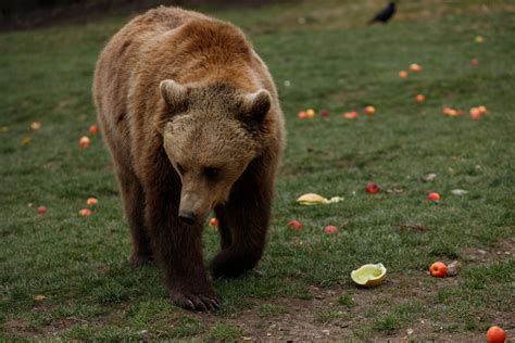 Mesaj Ro Alert După Ce Un Urs A Fost Văzut Pe O Stradă Din Câmpina