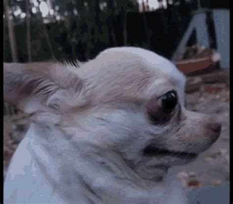 Chihuahua When You See Right Through Their Bs  Chihuahua