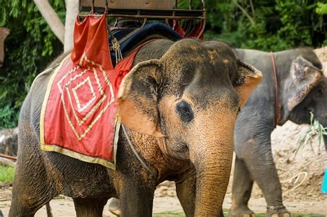 premium photo people who ride elephants sanctuary oob truth