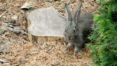 Stock Video Of Cute Easter Rabbit Bunny Hiding In Shutterstock