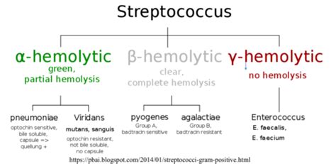 Microbiology Staphylococcus And Streptococcus Not Done Flashcards
