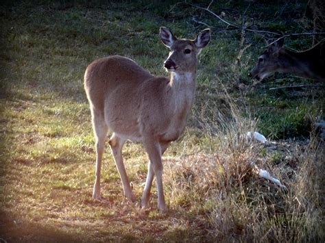 Whitetail Deer 17 By Coolhandchrisrocks On Deviantart