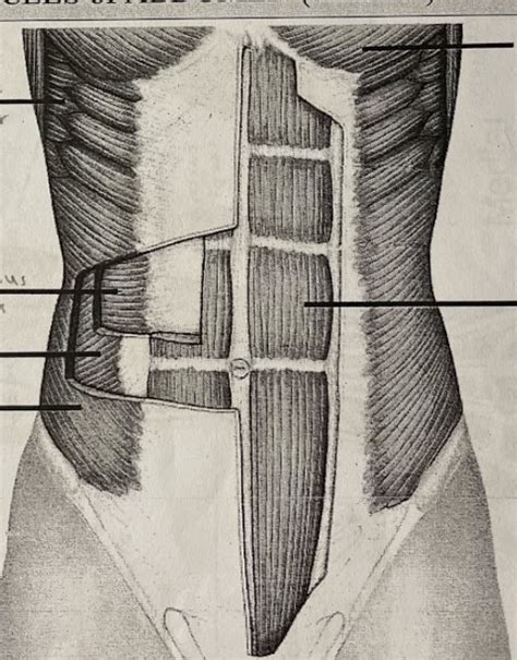 Chp Abdomen Muscles Diagram Quizlet