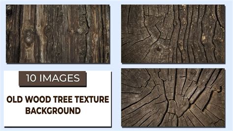 Old Wood Tree Texture Background Collection For Rustic Design Images