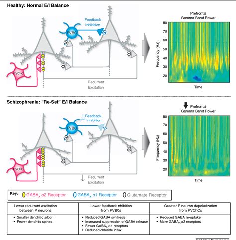 Figure 3 From Cortical Parvalbumin Interneurons And Cognitive