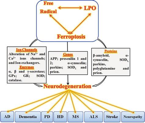 Role Of Lipid Peroxidation Process In Neurodegenerative Disorders