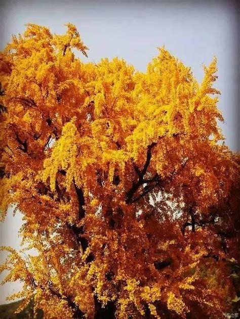 醉美藍田還去長安人擠人藍田這棵王維手植的銀杏樹醉美了1300年 每日頭條