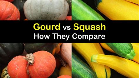 How Are Gourds And Squash Different