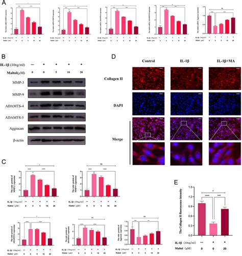 Effects Of Maltol On The Ecm Degradation In Il Lβ Treated Np Cells A