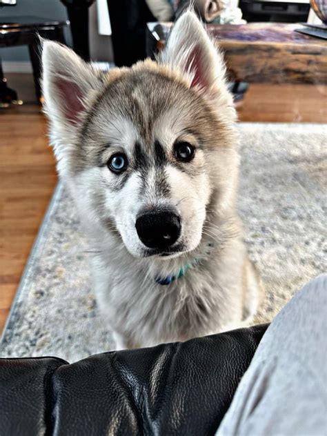 Alaskan Malamutehusky Dogs And Puppies For Rehoming Sudbury Kijiji