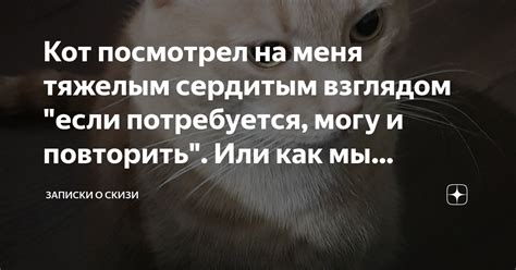 Кот посмотрел на меня тяжелым сердитым взглядом "если потребуется, могу ...