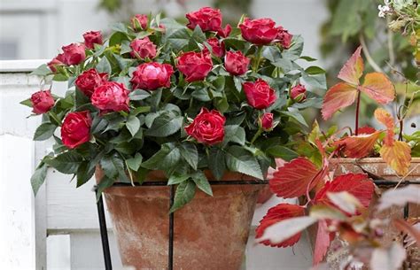 Как ухаживать за комнатной розой в горшке новичку